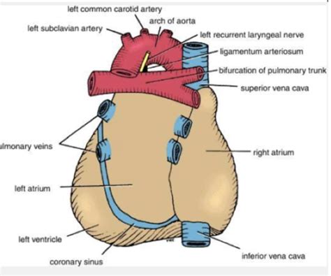 Left Atrium Flashcards Quizlet