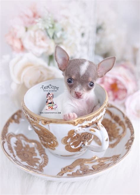 Teacup Chihuahua 035 Teacup Puppies And Boutique