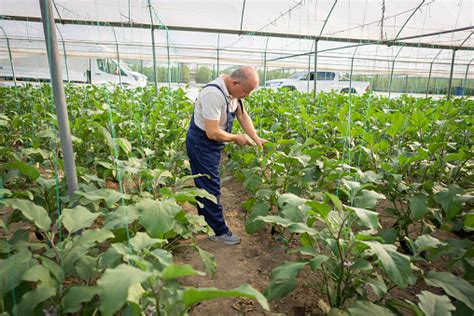 비닐하우스에서 가지의 성장을 확인하는 성숙한 남성 농부 50 54세에 대한 스톡 사진 및 기타 이미지 50 54세 가지 채소 건강한 생활방식 Istock