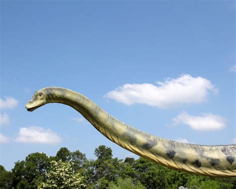 Brontosaurus The Massive Sauropod Dino Digest