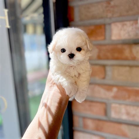 대전강아지분양 말티즈 가을이 파라다이스펫 대전강아지분양 천안강아지분양