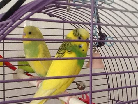 What Sex Do You Think It Is Rbudgies