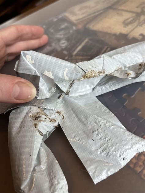 Little Bugs In Southern Nj Rwhatsthisbug