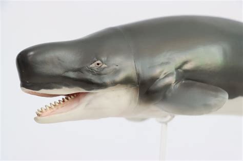 Pnso Requena Livyatan Sperm Whale Dinosaur Model Collectors Toy