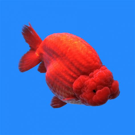 Giant Lionhead Goldfish Jumbogiant Thai Ranchu Lucky Red Short Tail