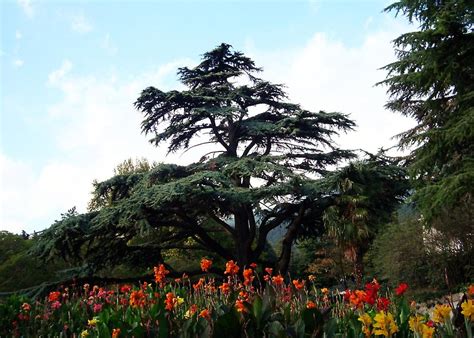 Saflax 20 Sementes Cedro Do Líbano Cèdre Du Liban Cedro Libanês Cedro Del Líbano
