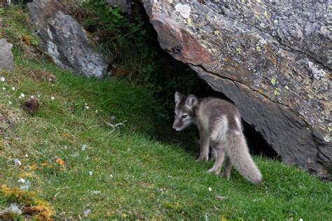 Arctic Foxes Help Create Habitats As ‘gardeners Of The Tundra Sciencex Innovations