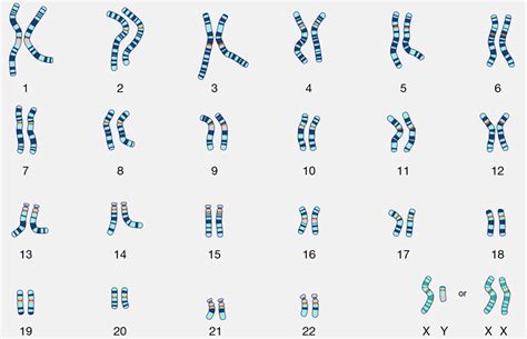 Karyotyping Activity Worksheets Library