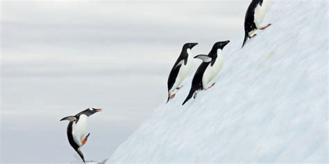 Linux Market Share Passes 4 For First Time Macos Dominance Declines Ars Technica