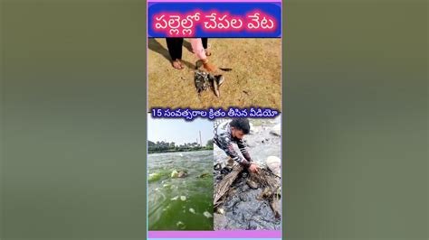 పల్లెల్లో చేపల వేట పల్లెటూరు చేపలు చెరువు Fishing Fishingvideo