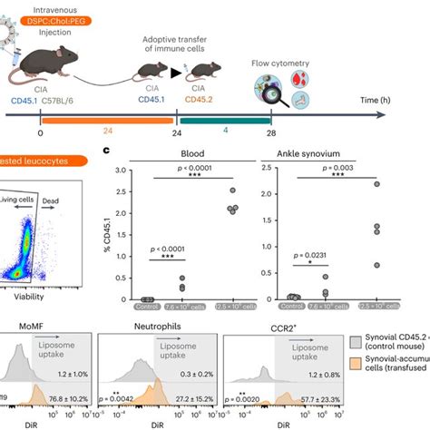Adoptive Cell Transfer Experiment In C57bl6 Cia Mice A Cd451 C57bl6