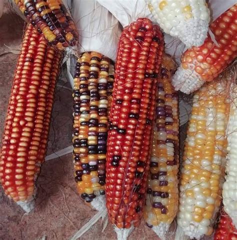 දේශිය ඉරිගු බීජ