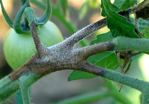 Late Blight On Tomatoes