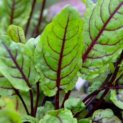 Red Veined Sorrel How To Plant Grow And Harvest Red Veined Sorrel Artofit