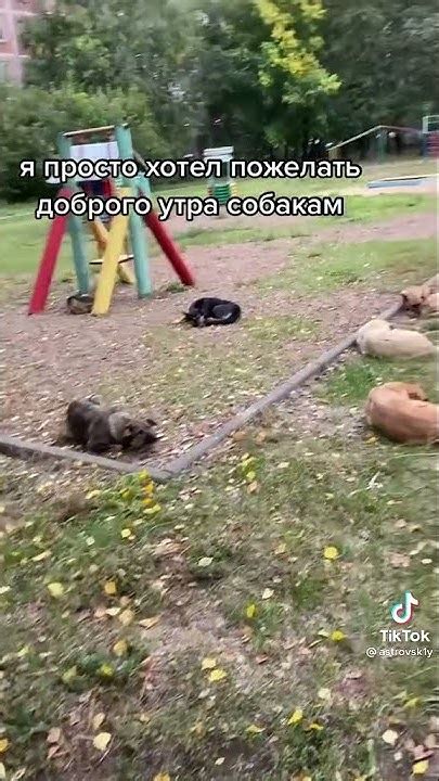 я просто хотел пожелать доброго утра собакам Youtube