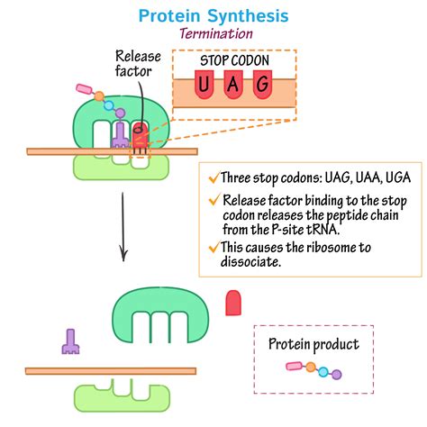 Protein Synthesis Translation Protein Synthesis Translation