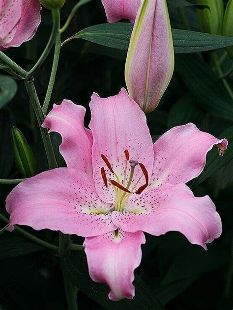 Josephine — The Lily Garden