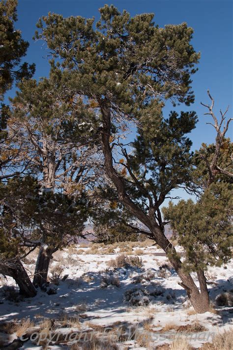 Mg 0164 2 Ed Wasserman Flickr