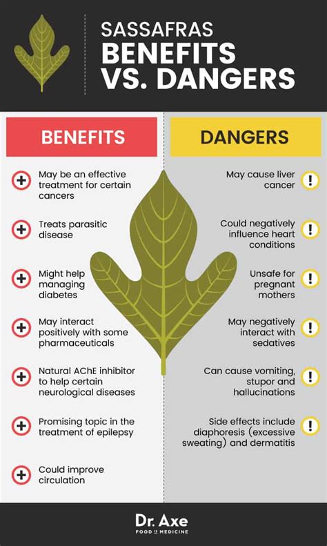 Sassafras Benefits Vs Sassafras Dangers Dr Axe