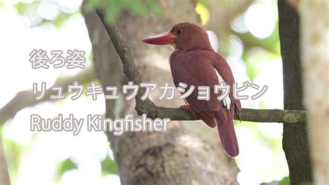 後ろ姿リュウキュウアカショウビン Ruddy Kingfisher