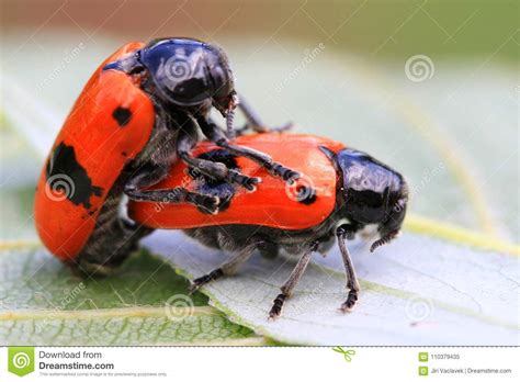 Two Orange Beetles Are Having Sex Stock Image Image Of Beetles