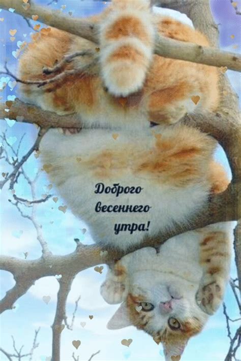 Доброе Утро Доброе утро Смешные поздравительные открытки Смешные открытки