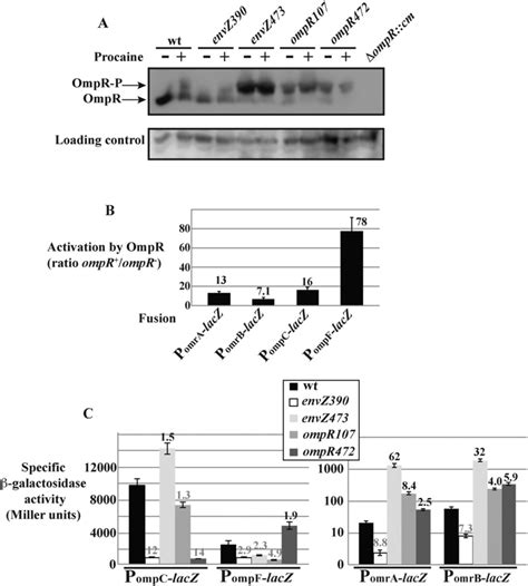 Transcription Of Omra And Omrb Srnas Is Strongly Dependent On Envz Ompr Download Scientific