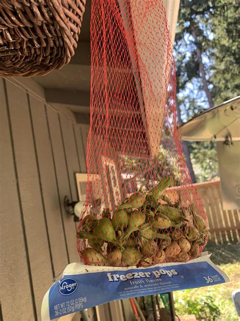 My Nut Sack R Foraging