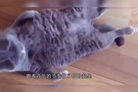 猫咪独自舔毛，主人强行加配音，听到声音猫咪都懵了猫咪主人声音