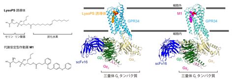 免疫応答に関わるLysoPS受容体の活性型構造の解明作動薬の結合様式を解明し創薬研究に貢献 テックアイ生命科学
