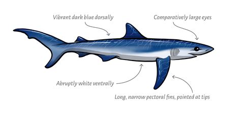 Raising The Call To Protect Bcs Coastal Waters This Oceans Week