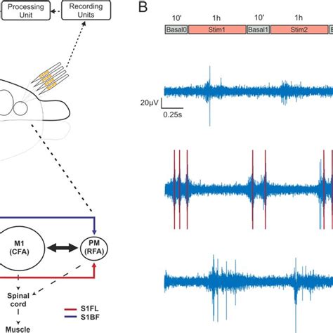 Recording And Stimulation Experimental Paradigm A Extracellular