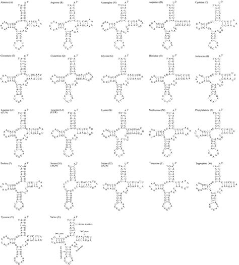 Predicted Secondary Cloverleaf Structure For The 22 Trna Genes Of A Download Scientific