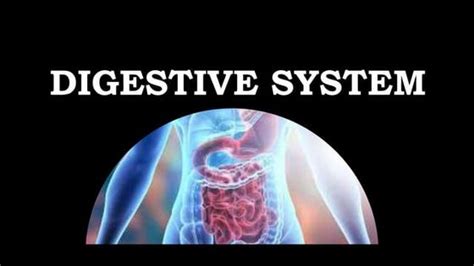 Grade 8 Digestive System Ppt