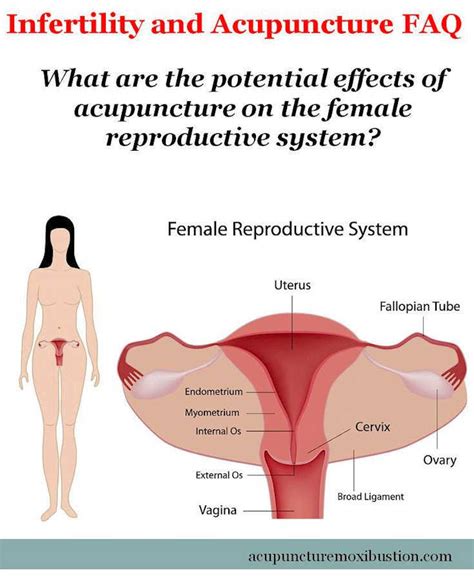 Fertility Acupuncture And Reproductive Health