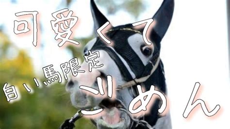 【競馬mad】アイドルホース～白い馬限定～「かわいくてごめん」 Youtube