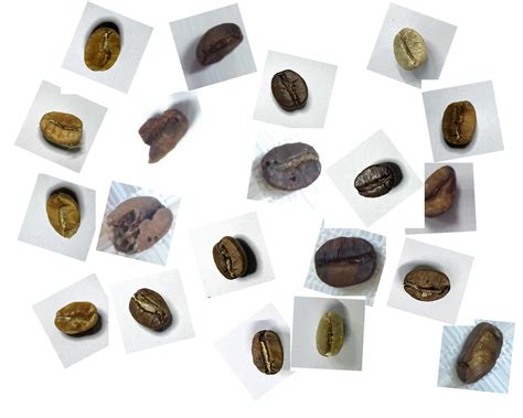 Roasted Coffee Bean 300 Object Detection Dataset And Pre Trained Model