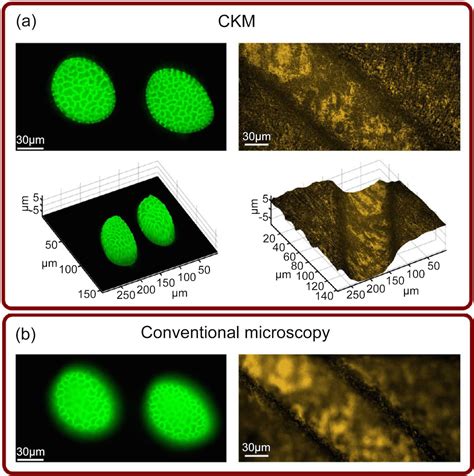 Computational Imaging For D Micrographs With Fold Depth Of Field Enhancement