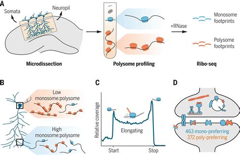 Polysome Poly