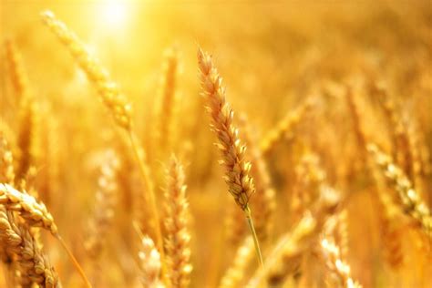 Nitrogen Fixing Gm Crops To “transform The Lives Of Small Farmers