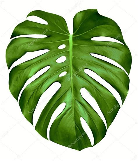 Monstera Leaf Printable Educational Printable Activities