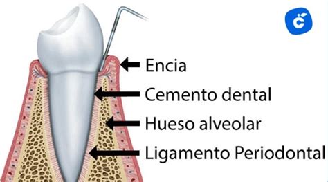 Cemento Dental Composición Tipos Y Funciones