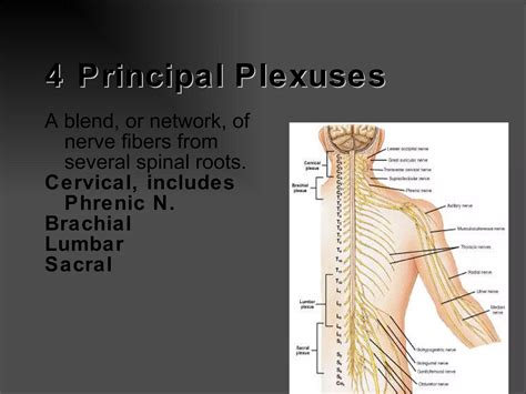 Chapter14 Peripheralns Marieb Ppt