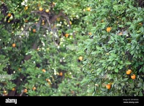 Orange Trees With Fruit Stock Photo Alamy