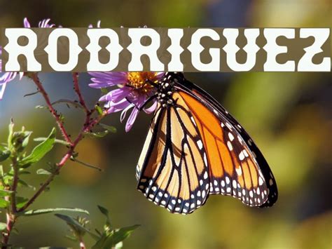 Rodriguez Font Ffonts Net