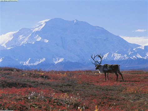 Tundra Biome