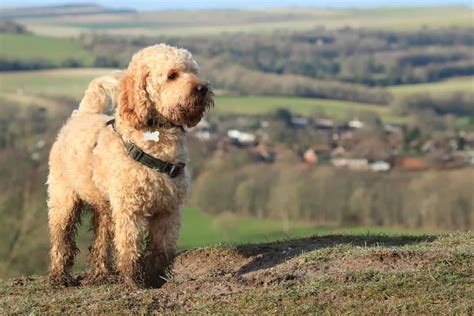 Cavapoo Vs Cockapoo Which Mix Is A Better Choice For You