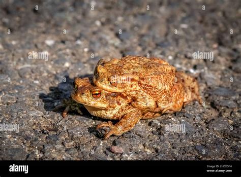 Toad Reproduction Toads Reproductions Stock Photo Alamy