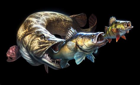 천사의 벽지 물고기 물고기 심해 물고기 해양 생물학 턱 175257 Wallpaperuse