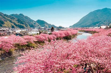 春を先取り名所を巡る梅と桜の花見旅2018全国見頃周辺情報も 3 じゃらんnet